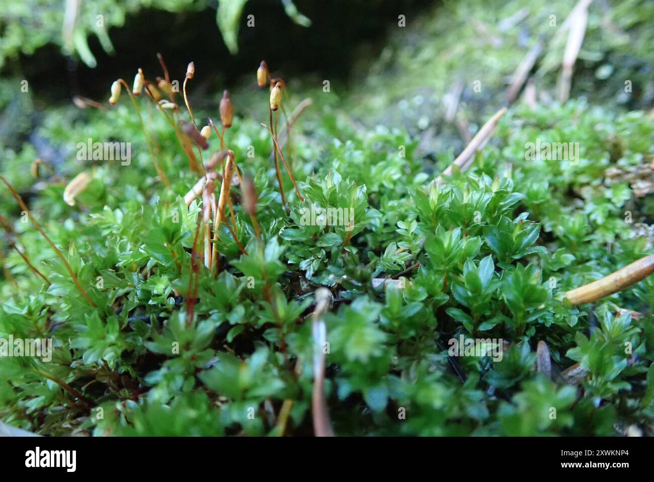 Red-mouthed Leafy Moss (Mnium spinulosum) Plantae Stock Photo - Alamy