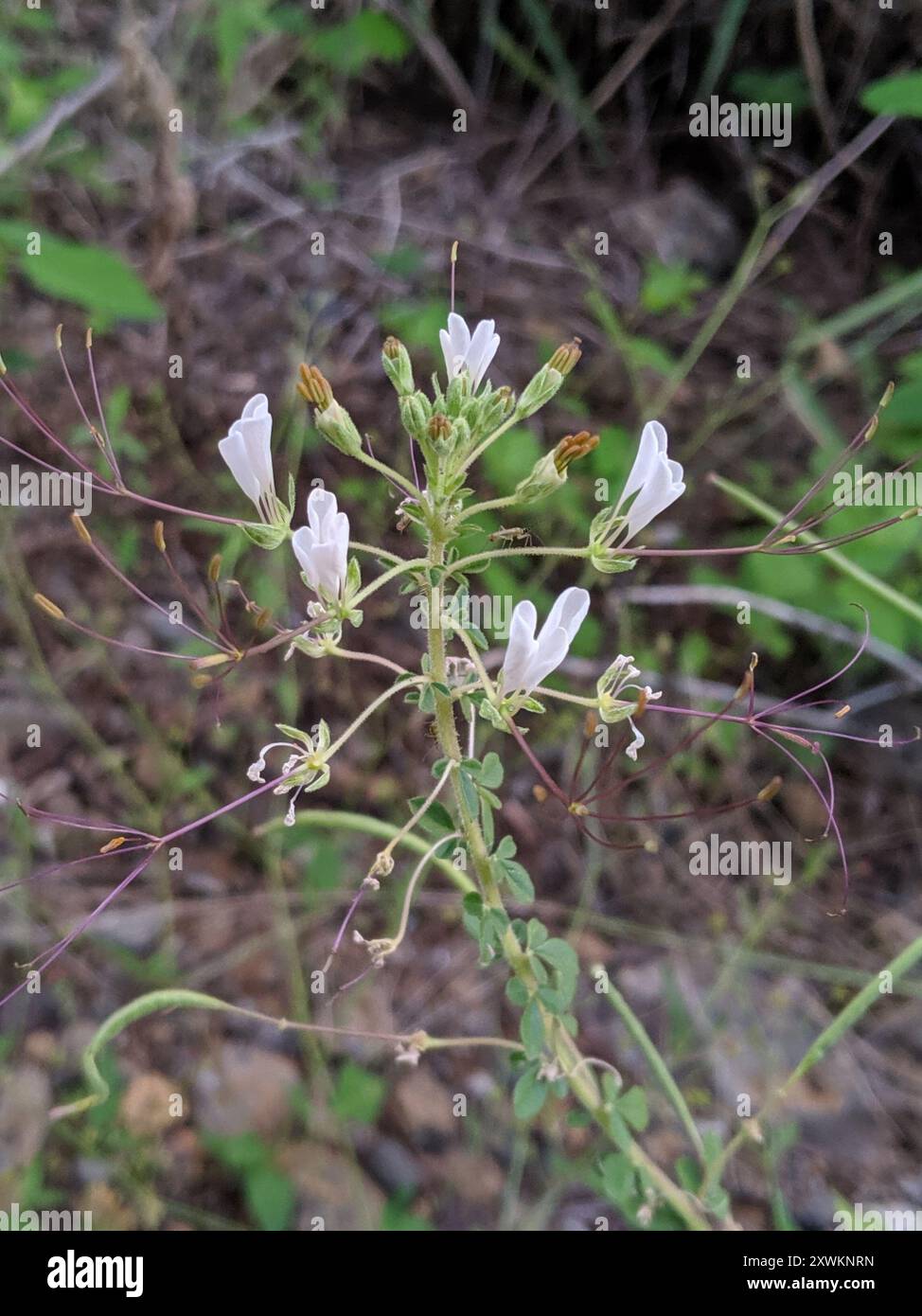 Spiderwisp (Cleome gynandra) Plantae Stock Photo - Alamy