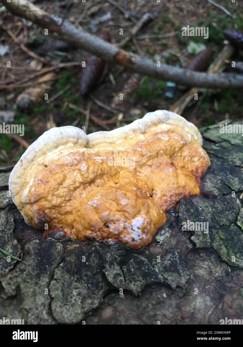 Red-banded Polypore (Fomitopsis pinicola) Fungi Stock Photo - Alamy
