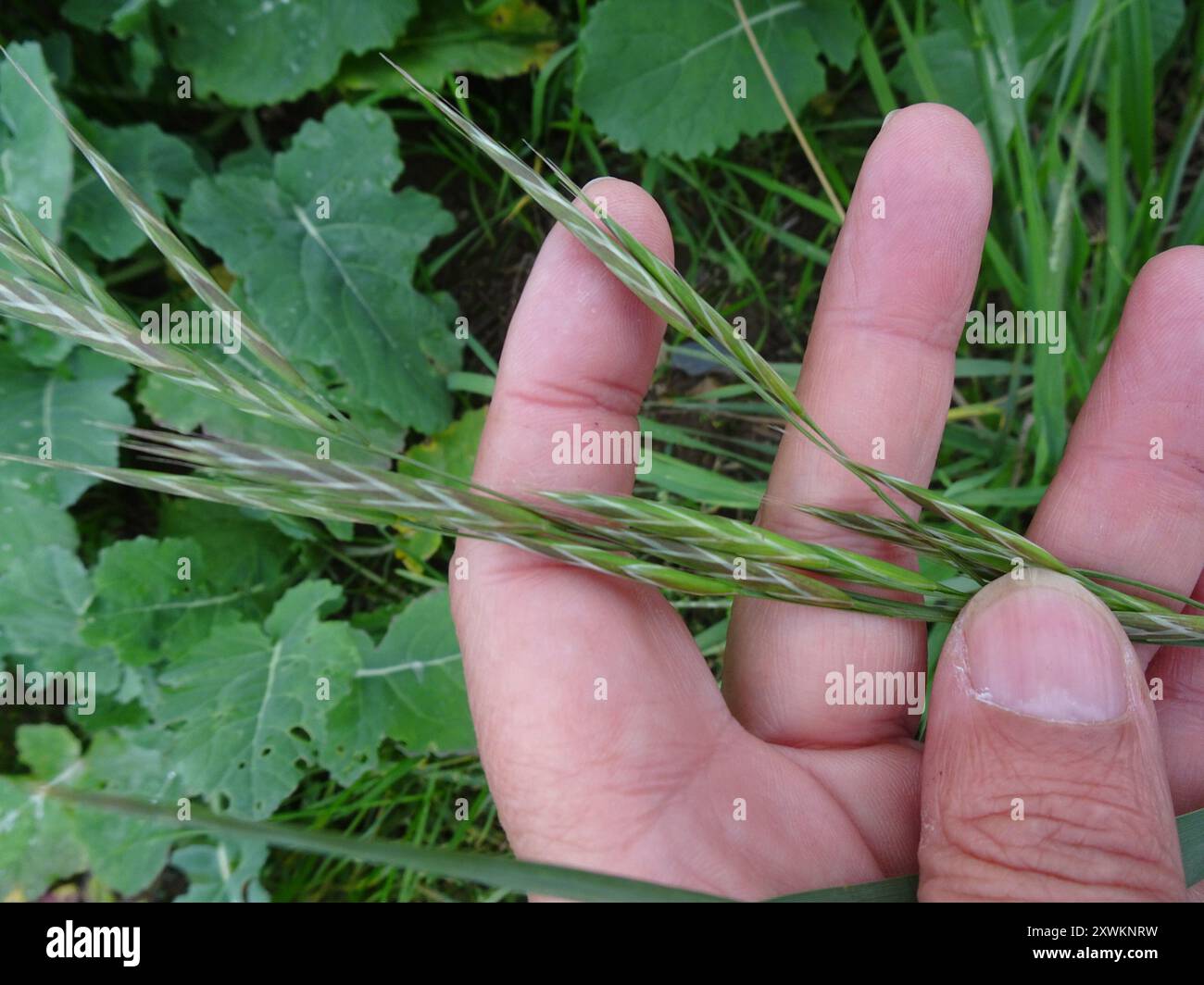 tall fescue (Lolium arundinaceum) Plantae Stock Photo - Alamy