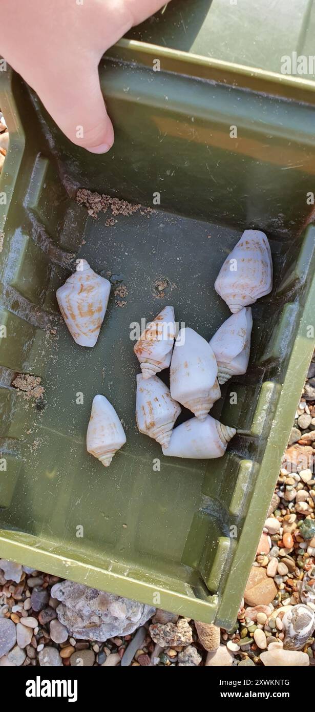 Persian conch hi-res stock photography and images - Alamy