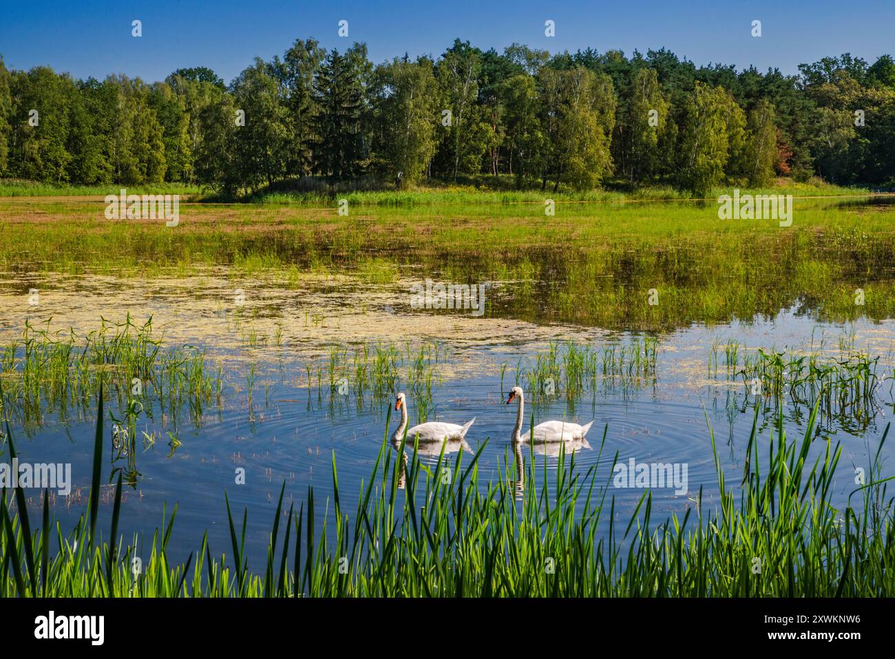 Swans at Stawy Bliżniacze (Twin Ponds), Milicz Ponds Nature Reserve ...