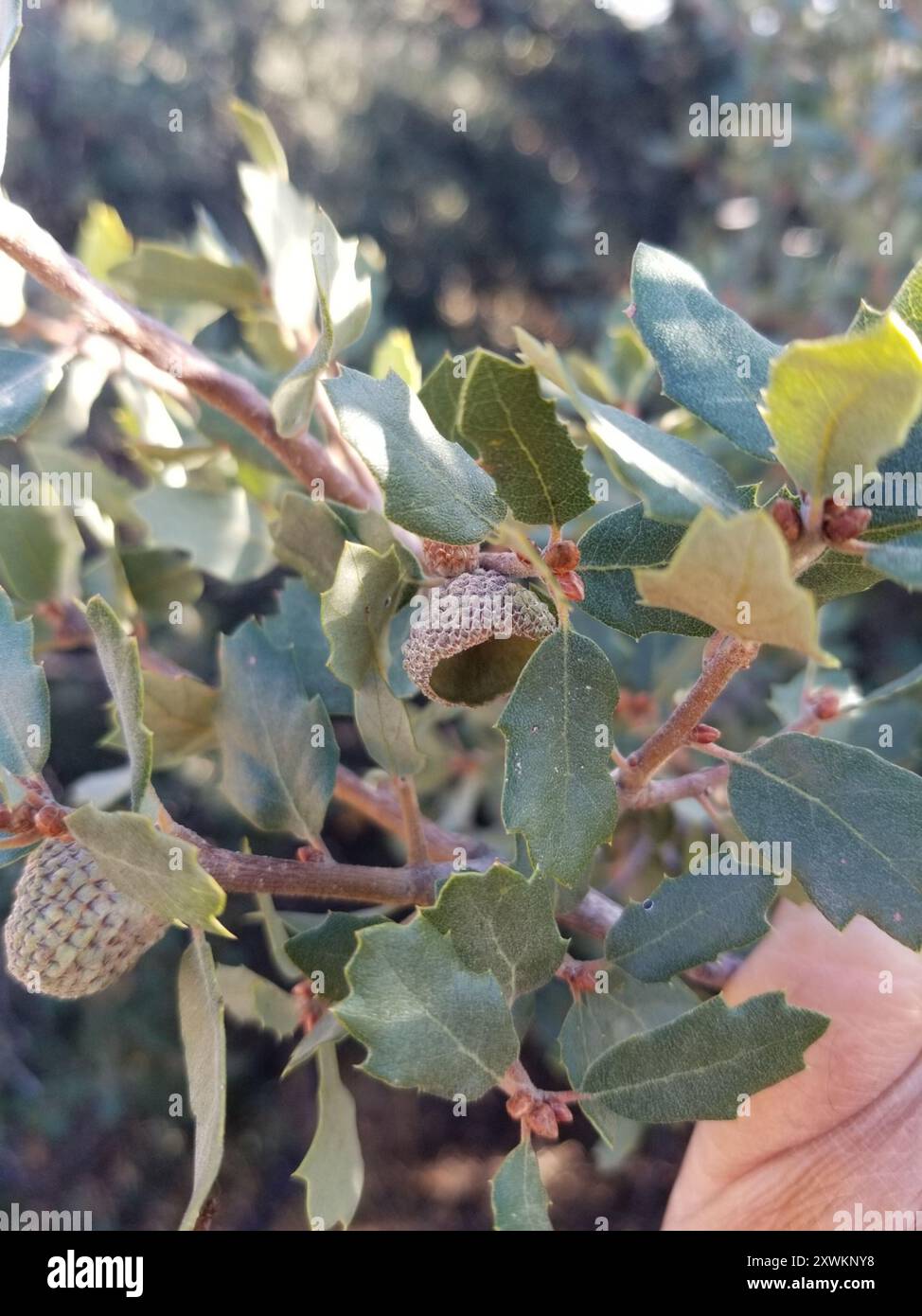 Muller's oak (Quercus cornelius-mulleri) Plantae Stock Photo - Alamy
