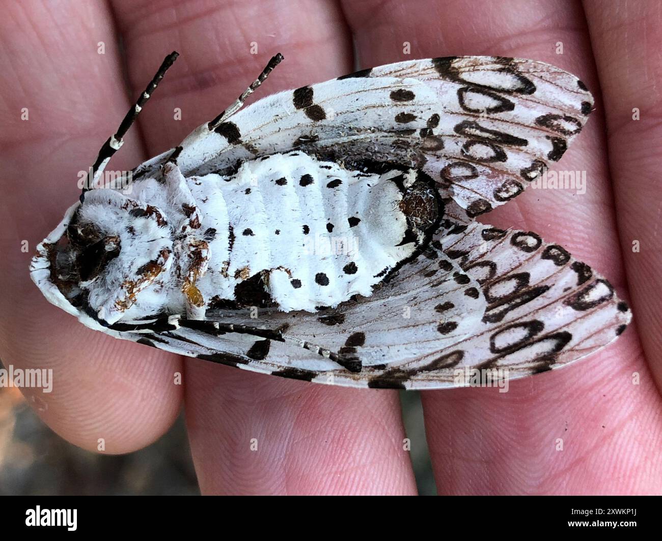 Giant Leopard Moth (Hypercompe scribonia) Insecta Stock Photo - Alamy