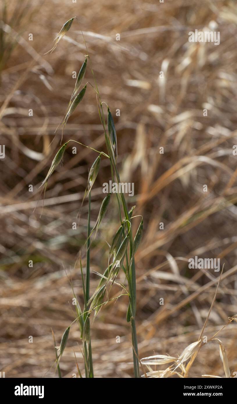 wild oat (Avena fatua) Plantae Stock Photo - Alamy