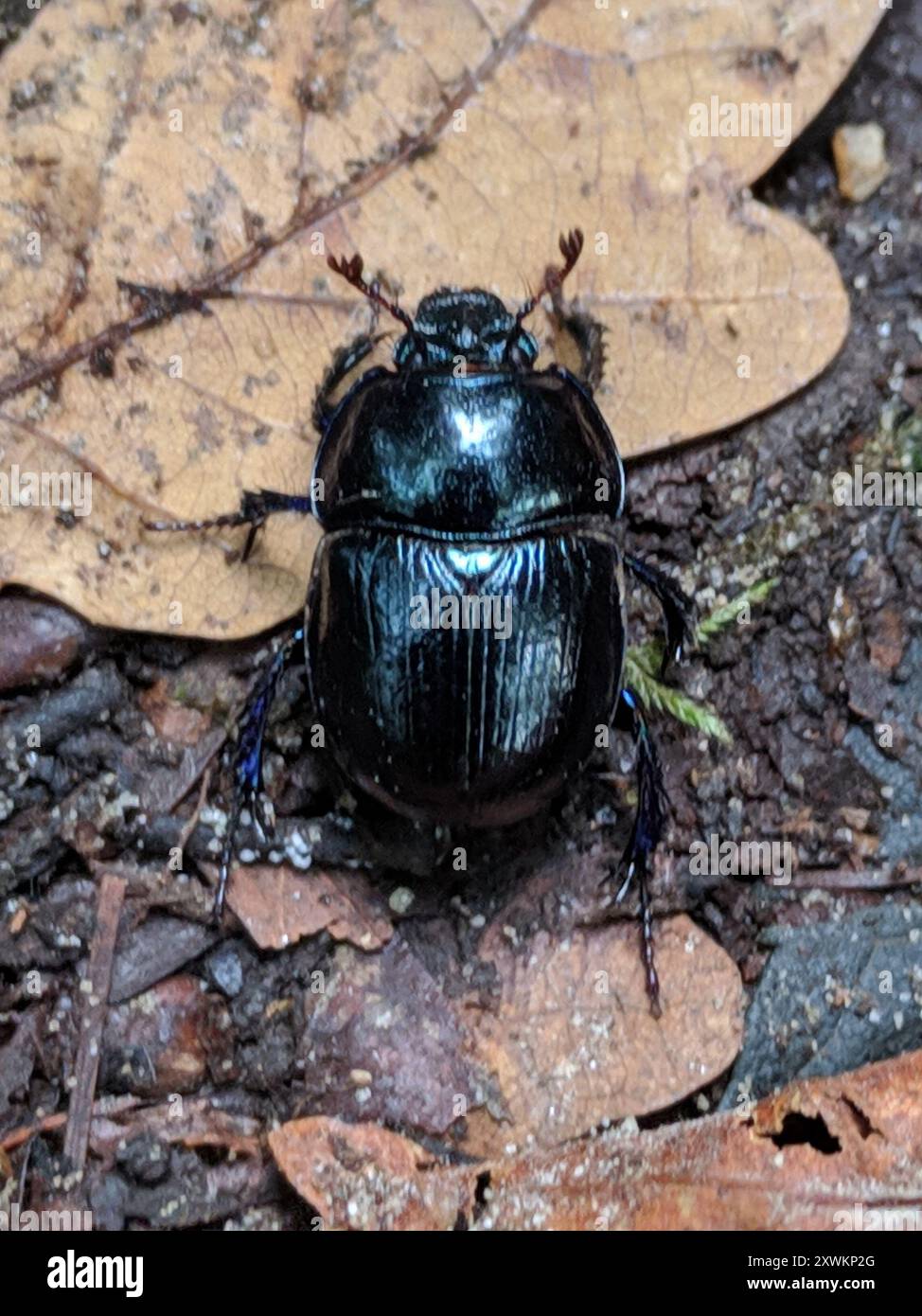Woodland Dor Beetle (Anoplotrupes stercorosus) Insecta Stock Photo - Alamy