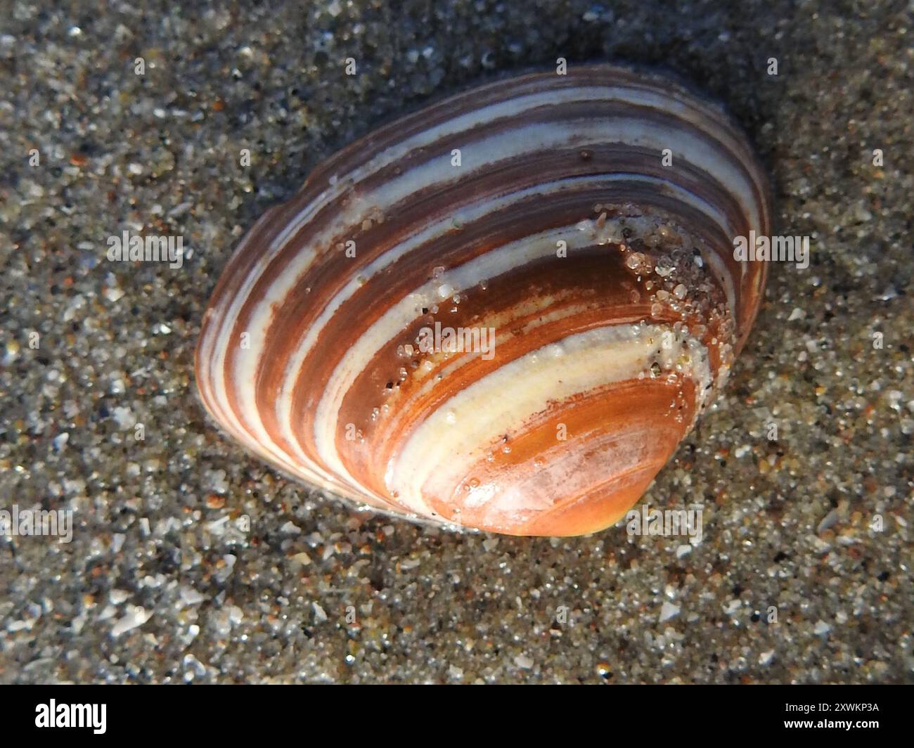 Elliptical Trough Shell (Spisula elliptica) Mollusca Stock Photo - Alamy