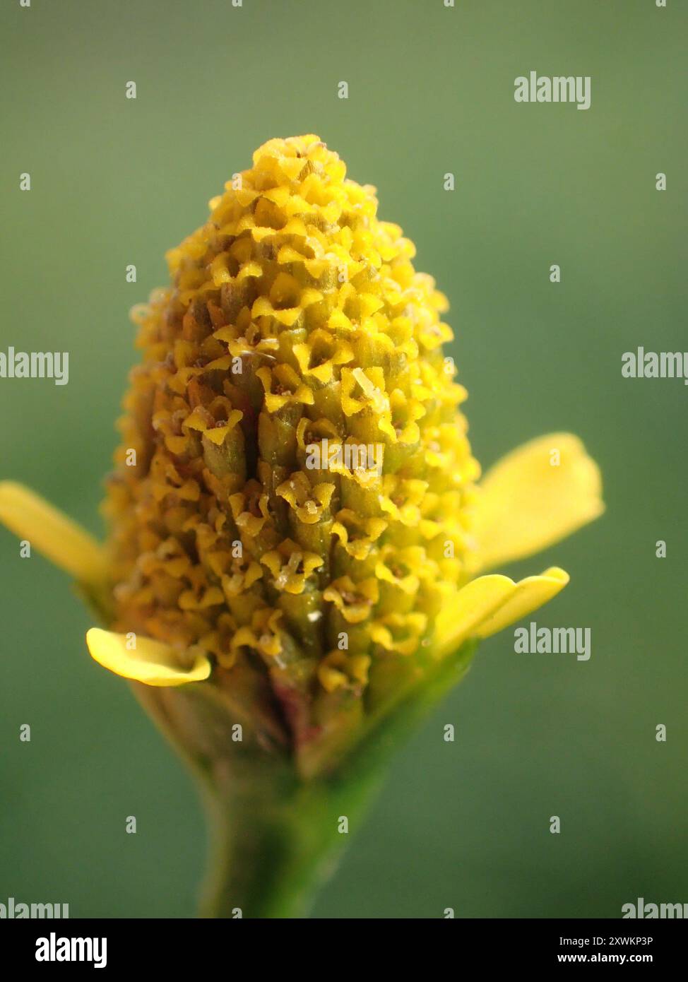 marsh para cress (Acmella uliginosa) Plantae Stock Photo - Alamy