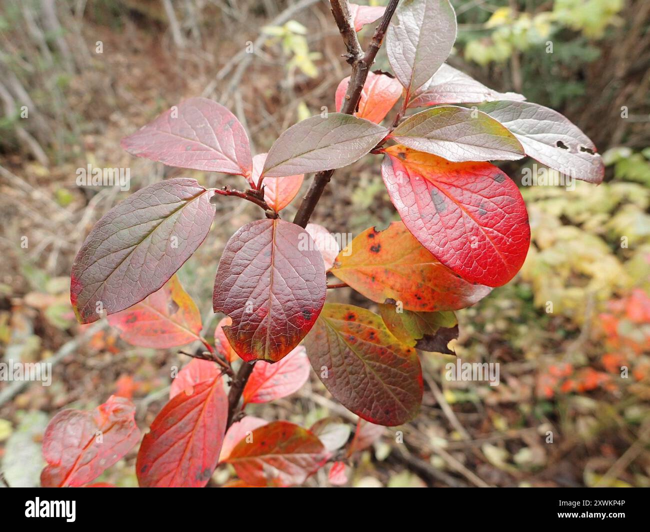 dicots (Magnoliopsida) Plantae Stock Photo - Alamy