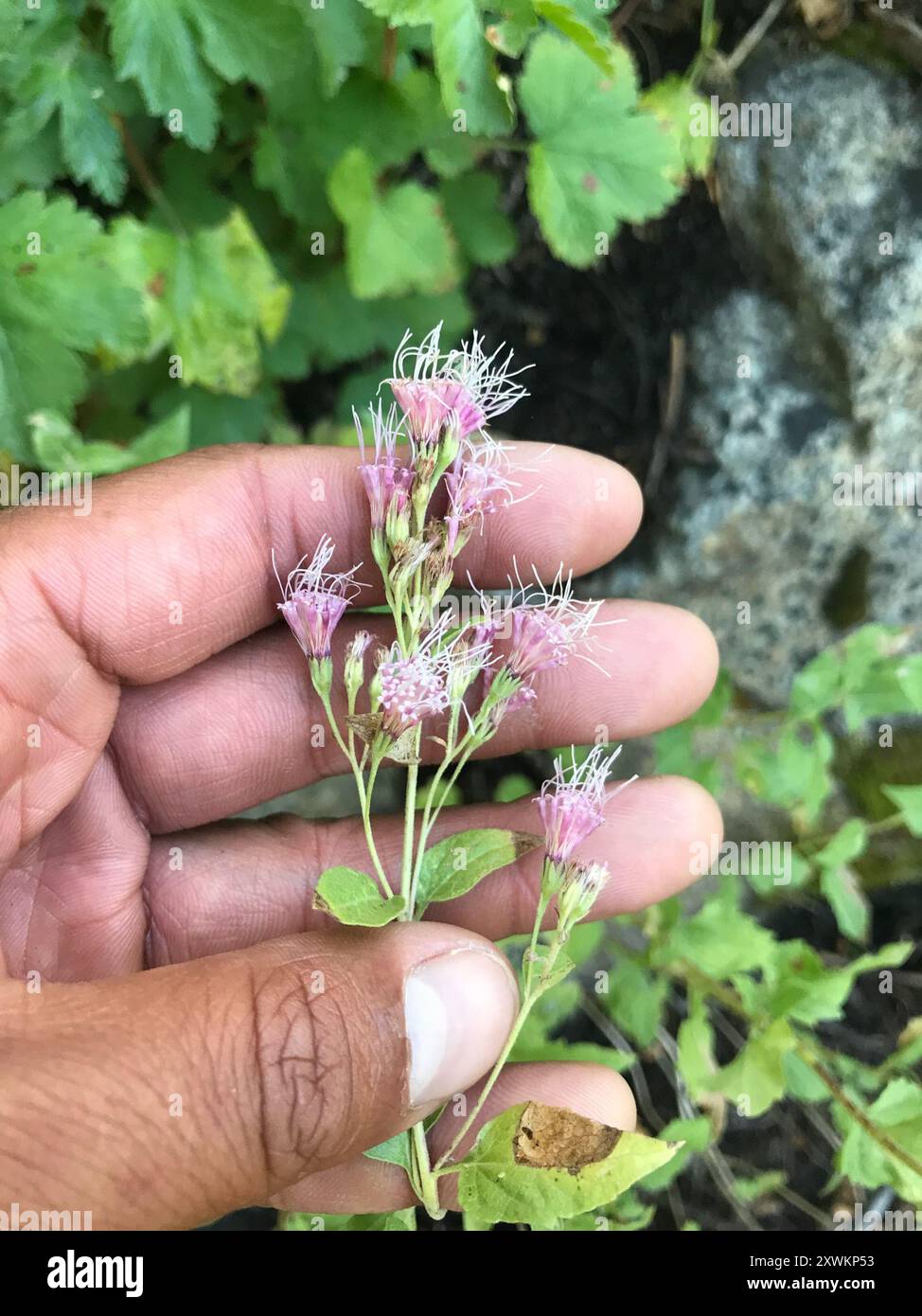 Western Snakeroot (Ageratina occidentalis) Plantae Stock Photo - Alamy
