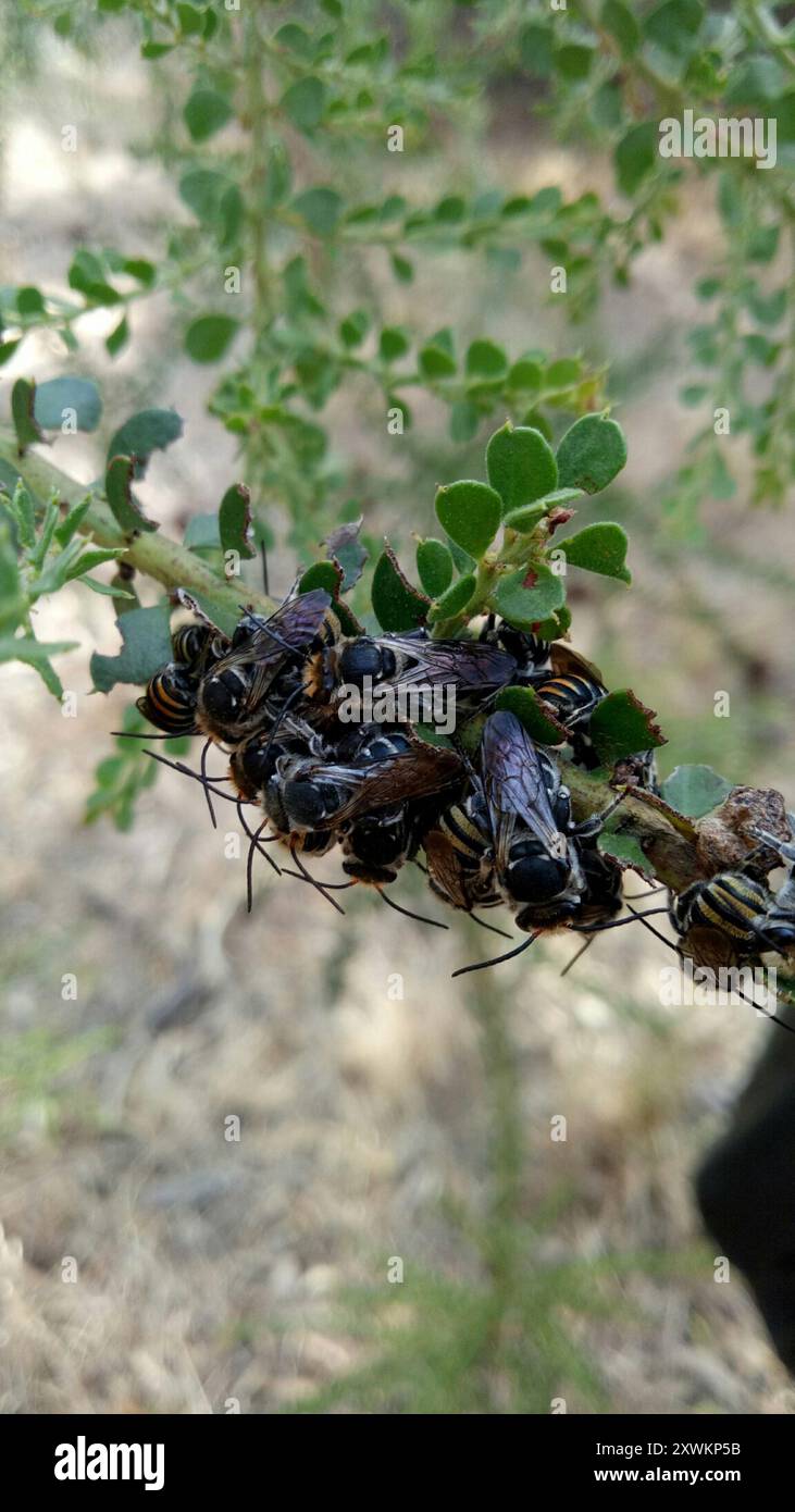 Nomia bee hi-res stock photography and images - Alamy
