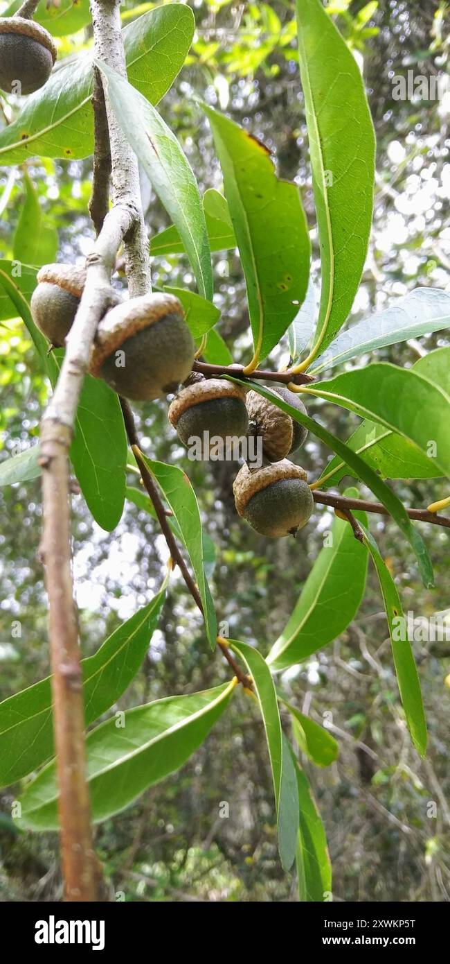 Darlington Oak (Quercus hemisphaerica) Plantae Stock Photo - Alamy