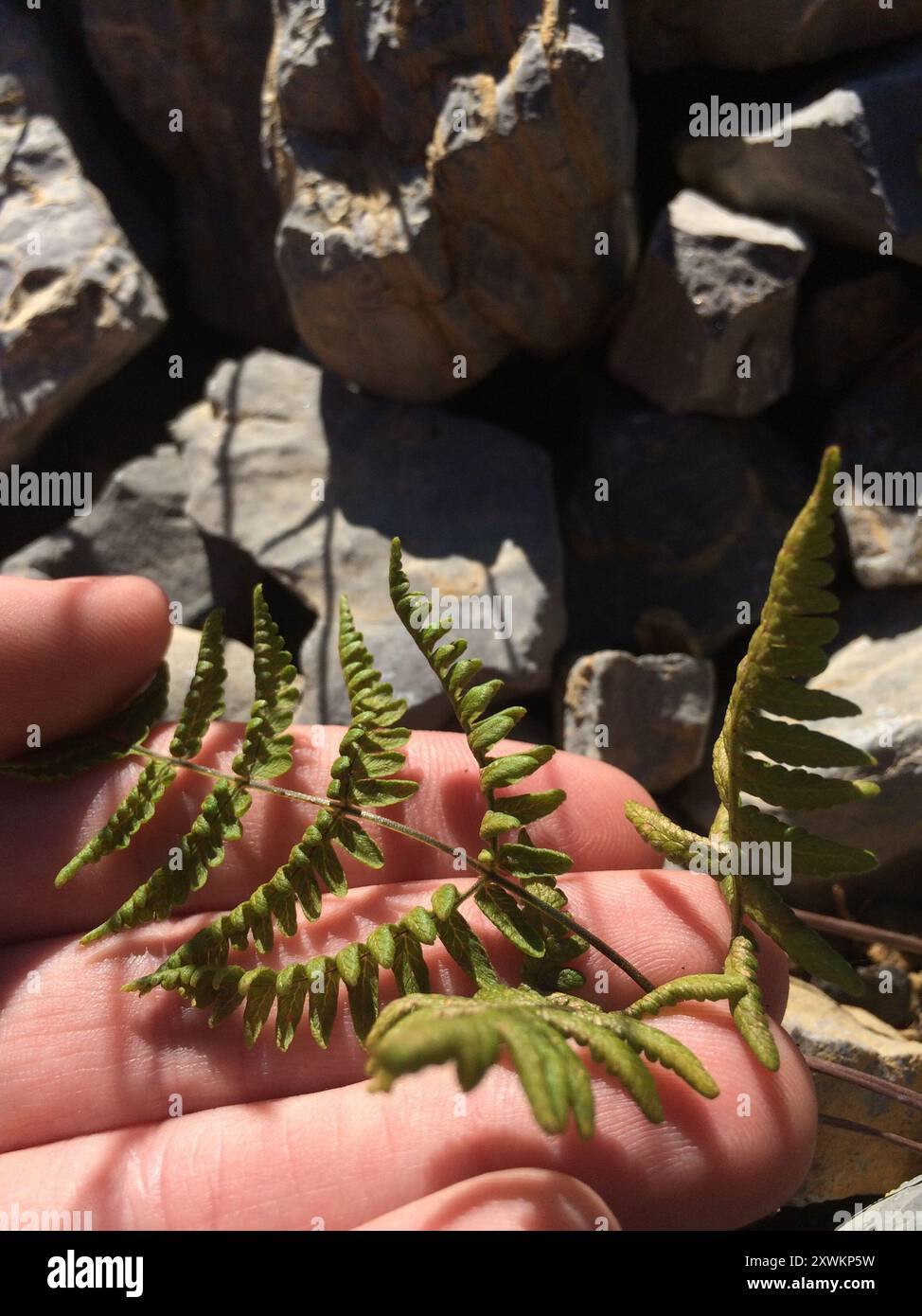 limestone oak fern (Gymnocarpium robertianum) Plantae Stock Photo - Alamy
