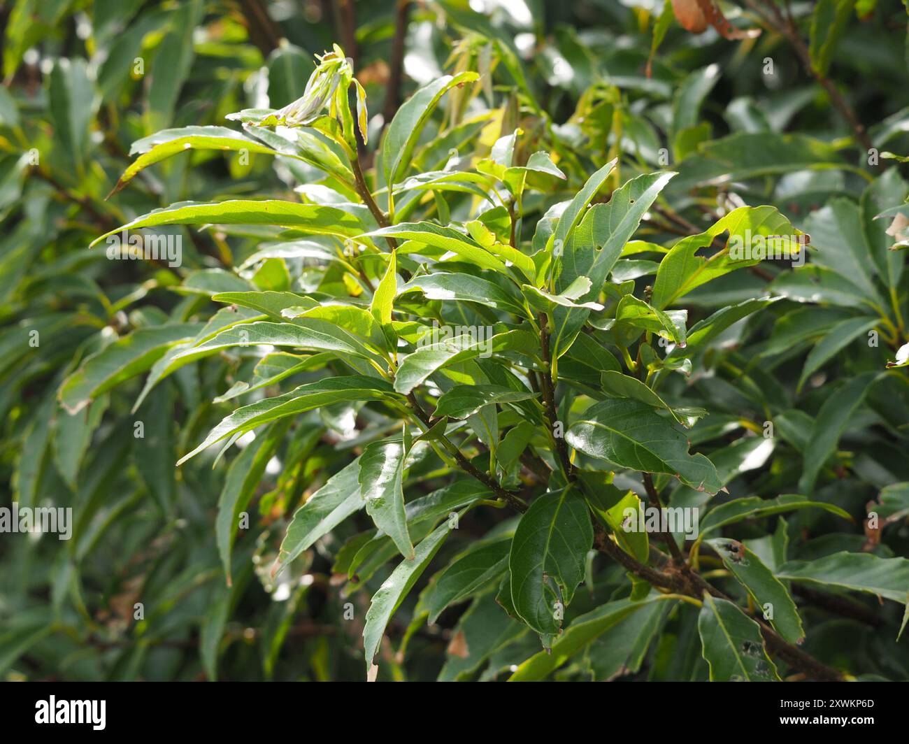 ring-cupped oak (Quercus glauca) Plantae Stock Photo - Alamy