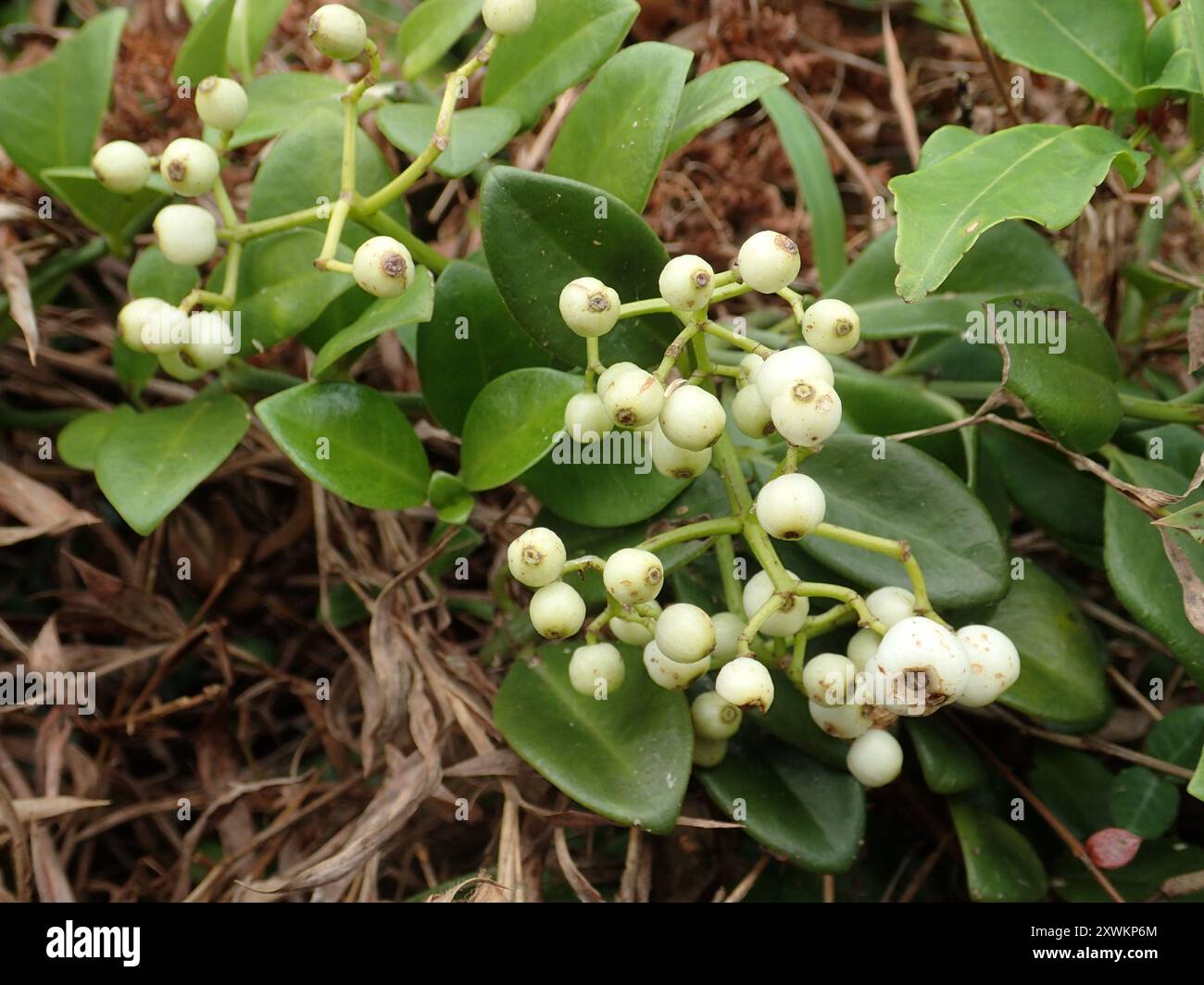 Creeping Psychotria (Psychotria serpens) Plantae Stock Photo - Alamy