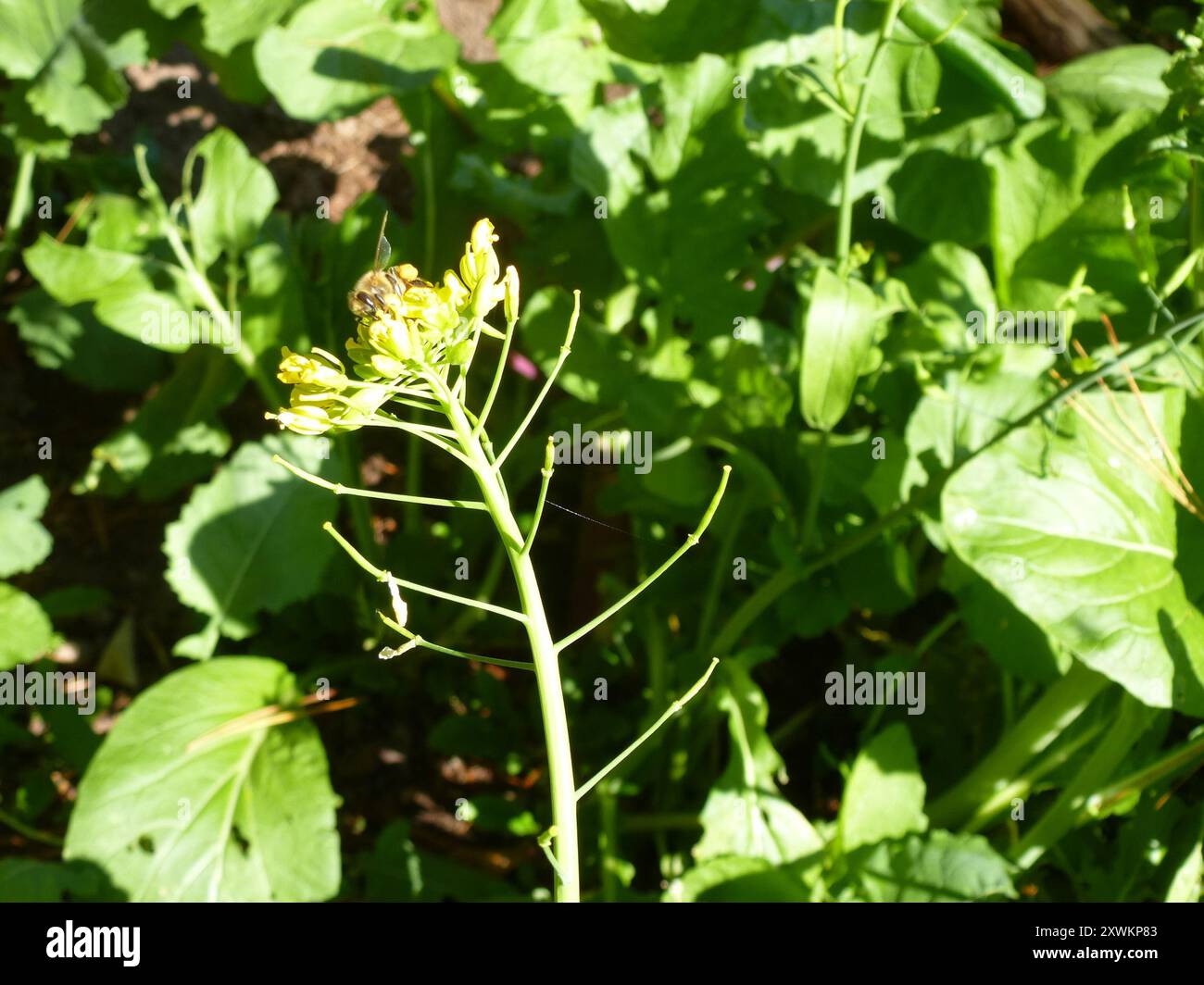 Honey Bees, Bumble Bees, and Allies (Apidae) Insecta Stock Photo - Alamy