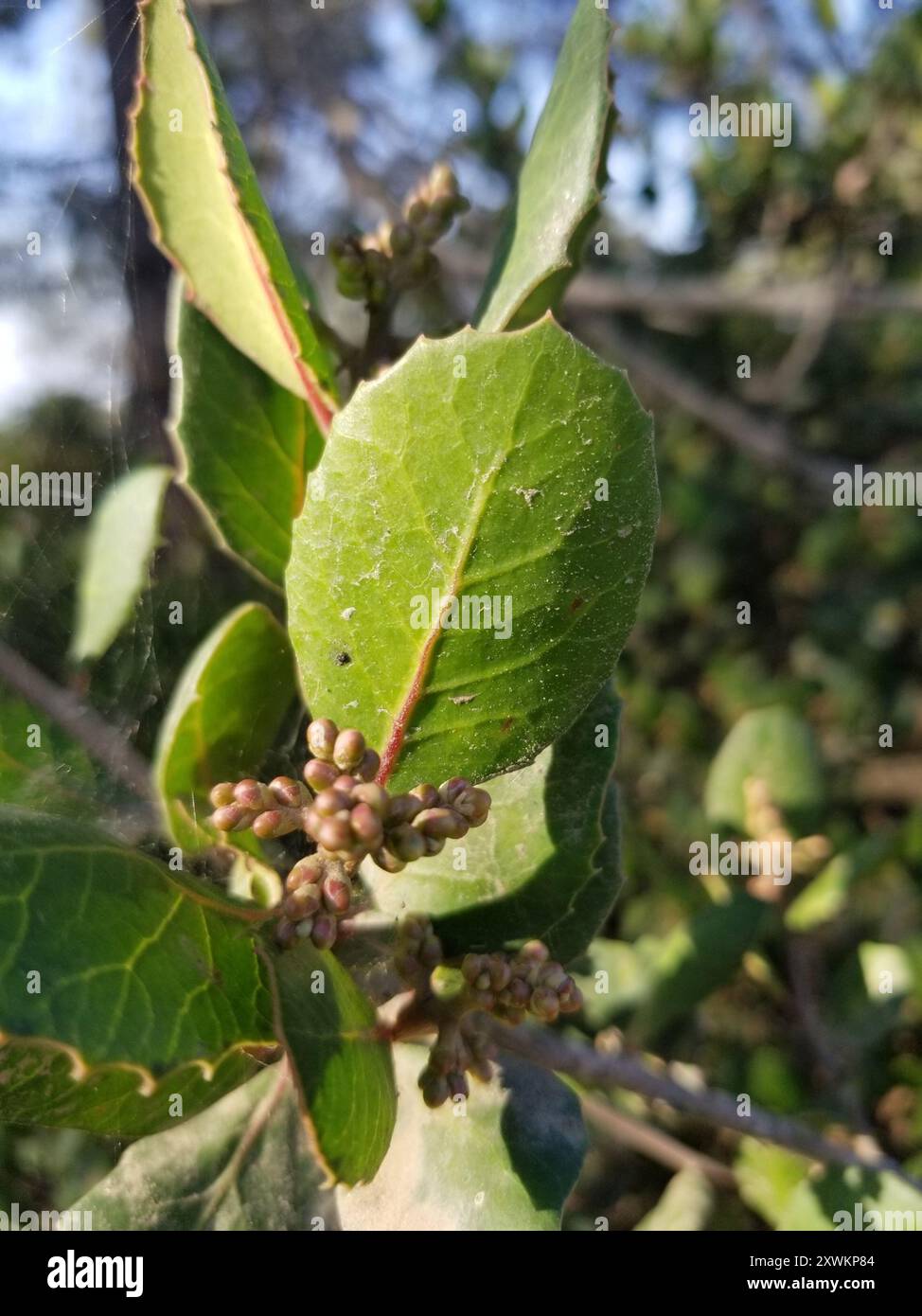 lemonade berry (Rhus integrifolia) Plantae Stock Photo - Alamy