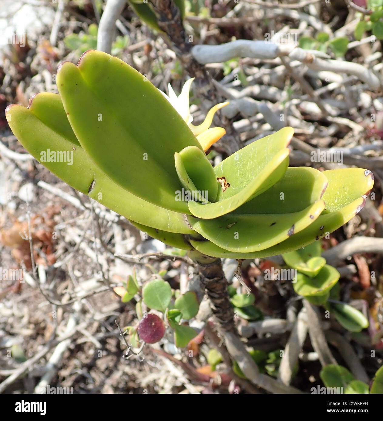 (Cyrtorchis arcuata arcuata) Plantae Stock Photo - Alamy