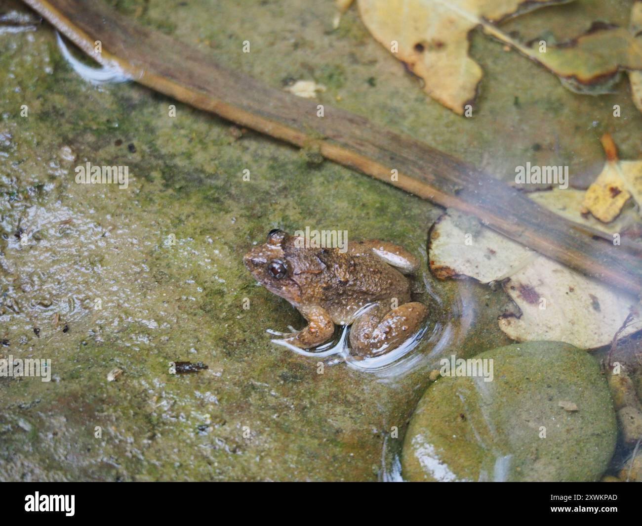 Fujian Large-headed Frog (Limnonectes fujianensis) Amphibia Stock Photo ...