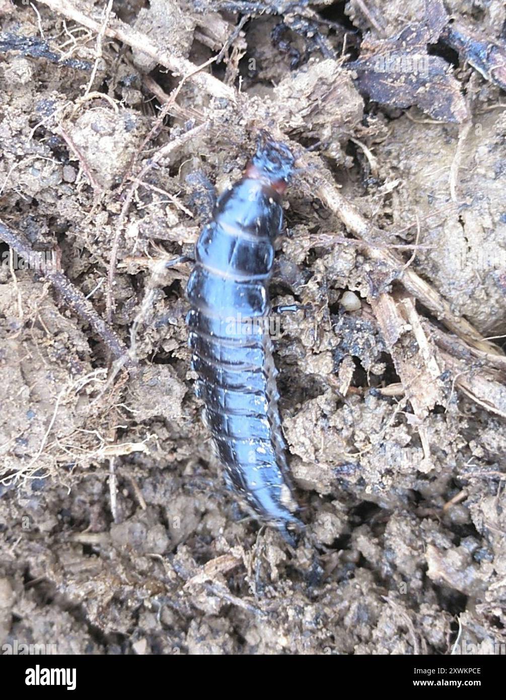 Worm and Slug Hunters (Carabus) Insecta Stock Photo - Alamy