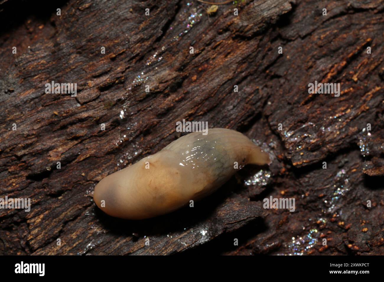Milky Slug (Deroceras reticulatum) Mollusca Stock Photo - Alamy