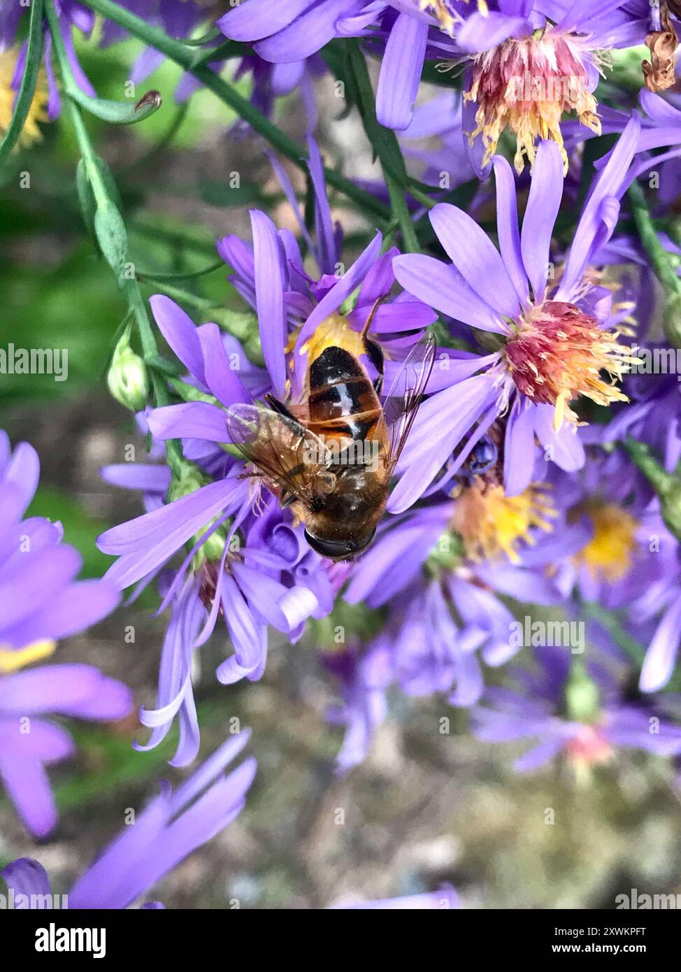 Common Drone Fly (Eristalis tenax) Insecta Stock Photo - Alamy