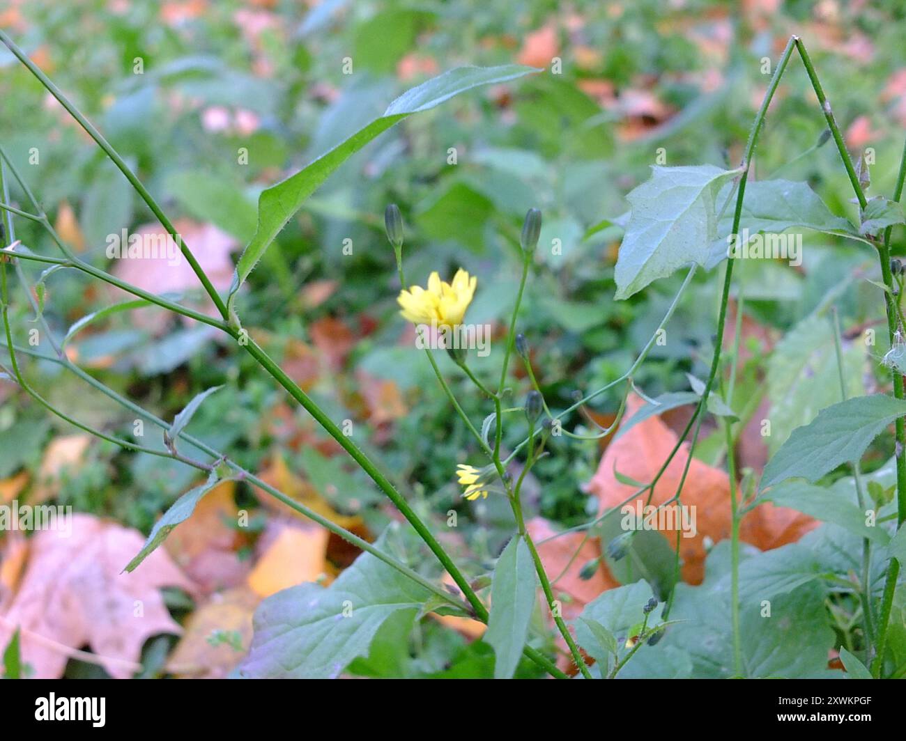 nipplewort (Lapsana communis) Plantae Stock Photo - Alamy