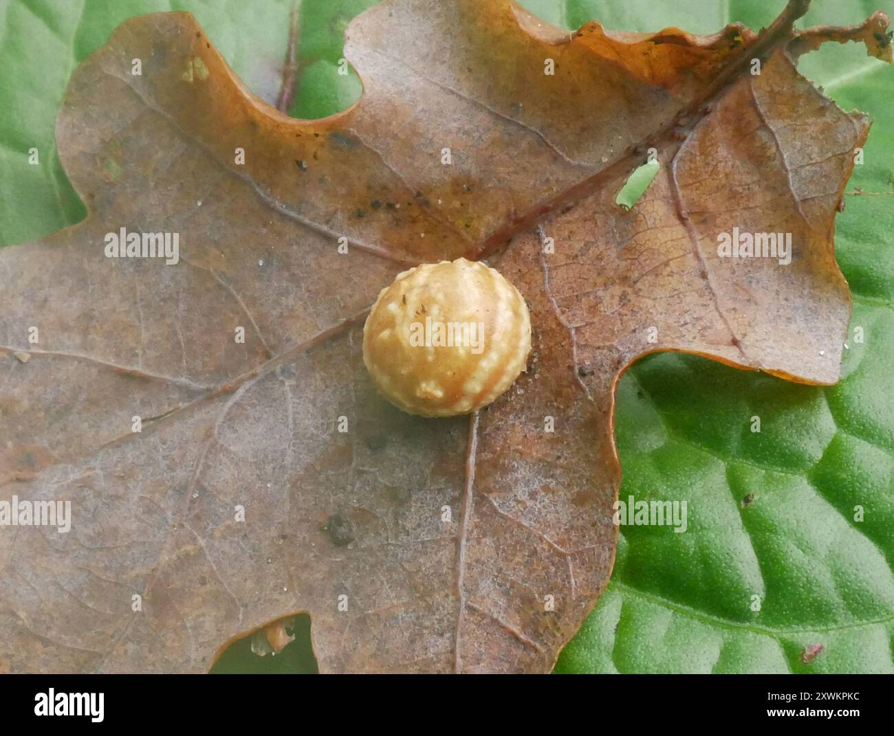 Striped pea gall hi-res stock photography and images - Alamy