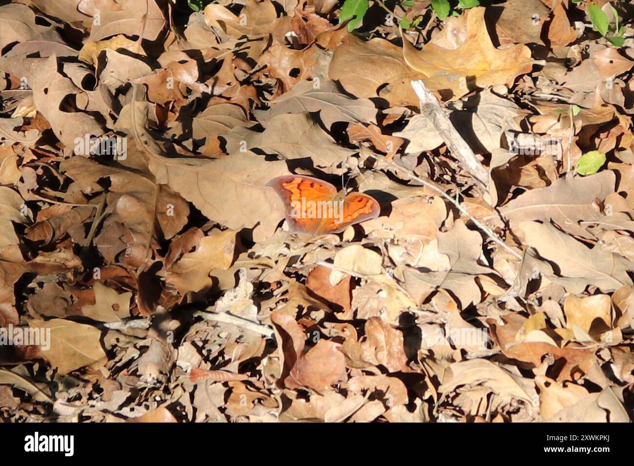 Goatweed Leafwing (Anaea andria) Insecta Stock Photo - Alamy