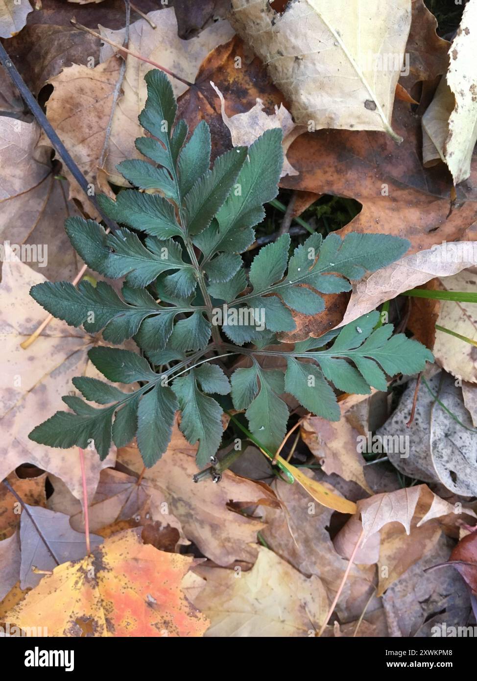 Cutleaf Grapefern (Sceptridium dissectum) Plantae Stock Photo - Alamy