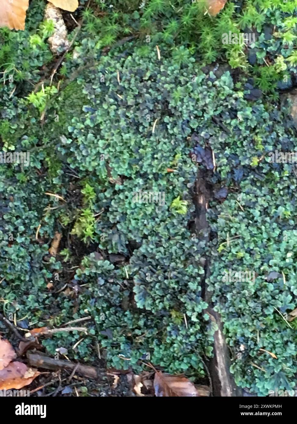 Pellia (Pellia) Plantae Stock Photo - Alamy