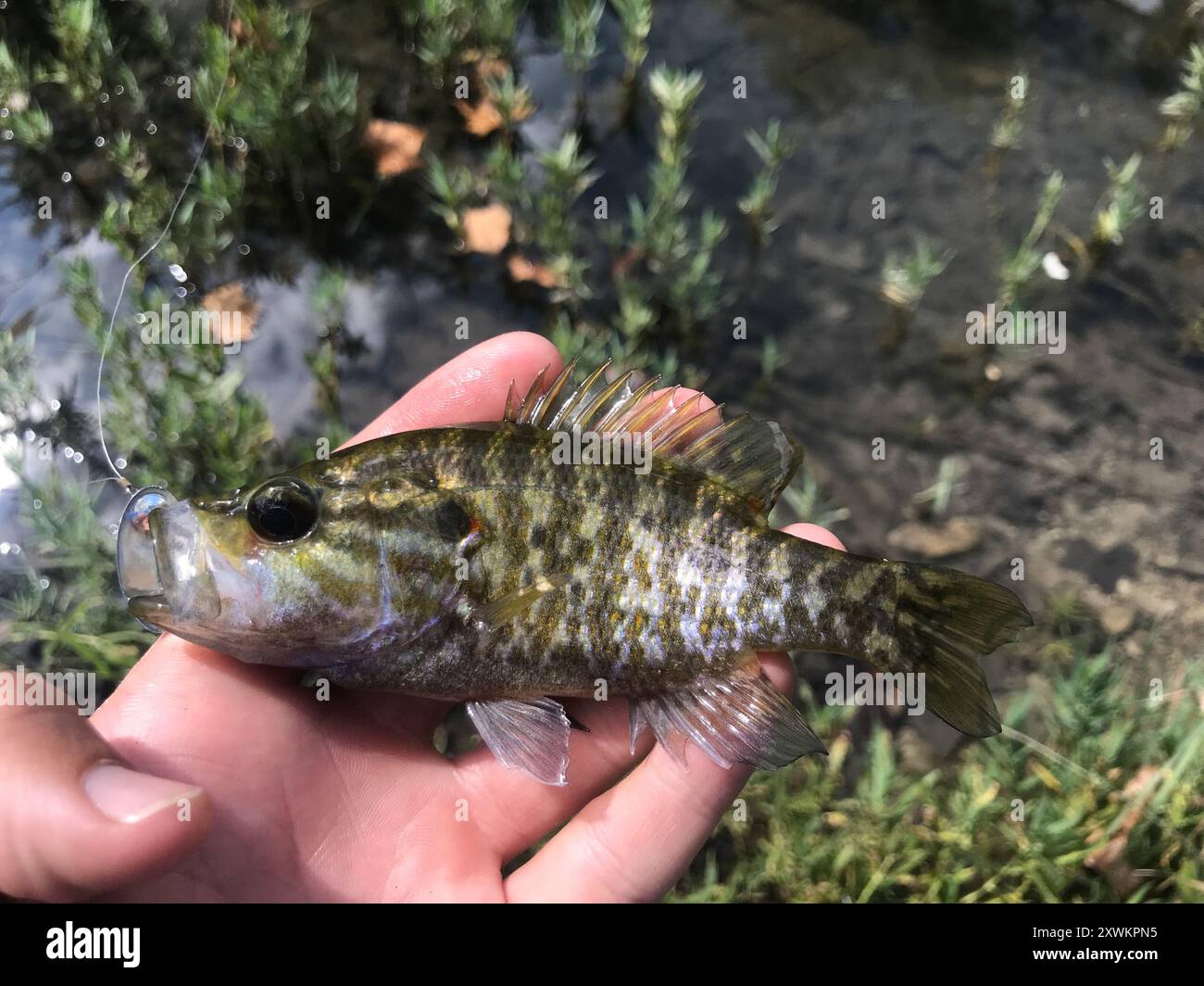 Lepomis gulosus hi-res stock photography and images - Alamy