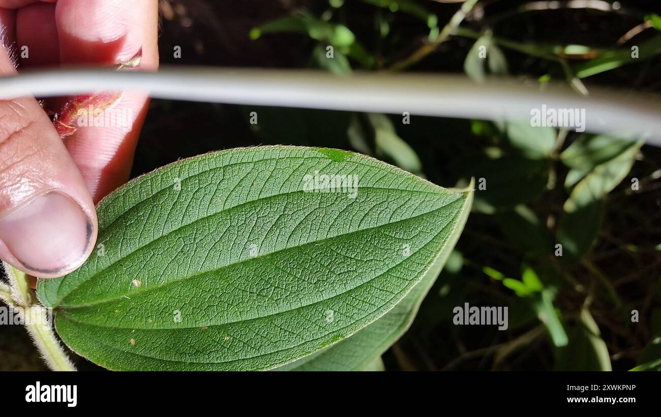 Glory bush (Pleroma urvilleanum) Plantae Stock Photo - Alamy