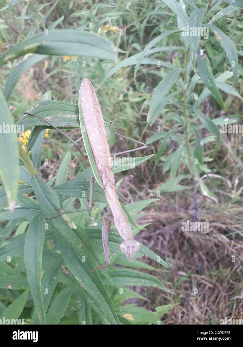 Chinese Mantis (Tenodera sinensis) Insecta Stock Photo - Alamy