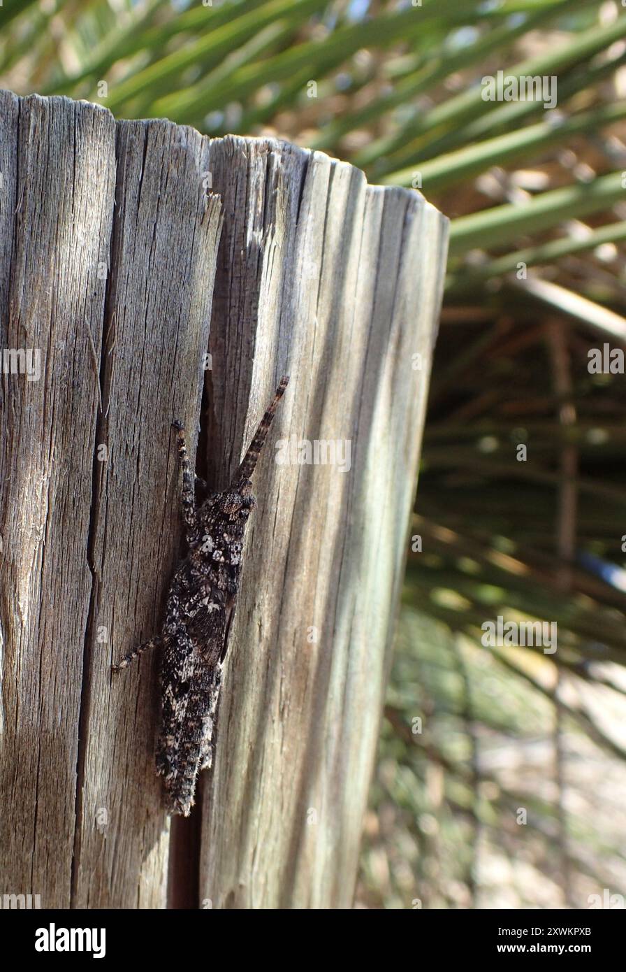 Bark-mimicking Grasshopper (Coryphistes ruricola) Insecta Stock Photo ...