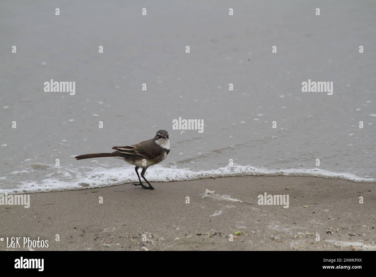Common Cape Wagtail (Motacilla capensis capensis) Aves Stock Photo - Alamy