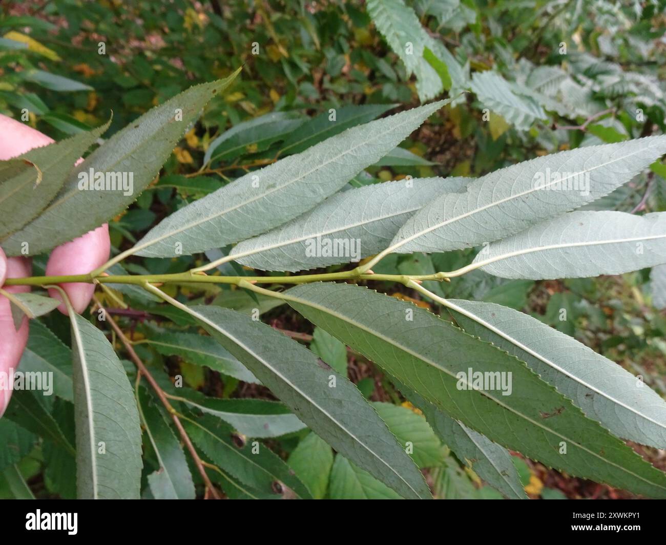 hybrid crack willow (Salix × fragilis) Plantae Stock Photo - Alamy