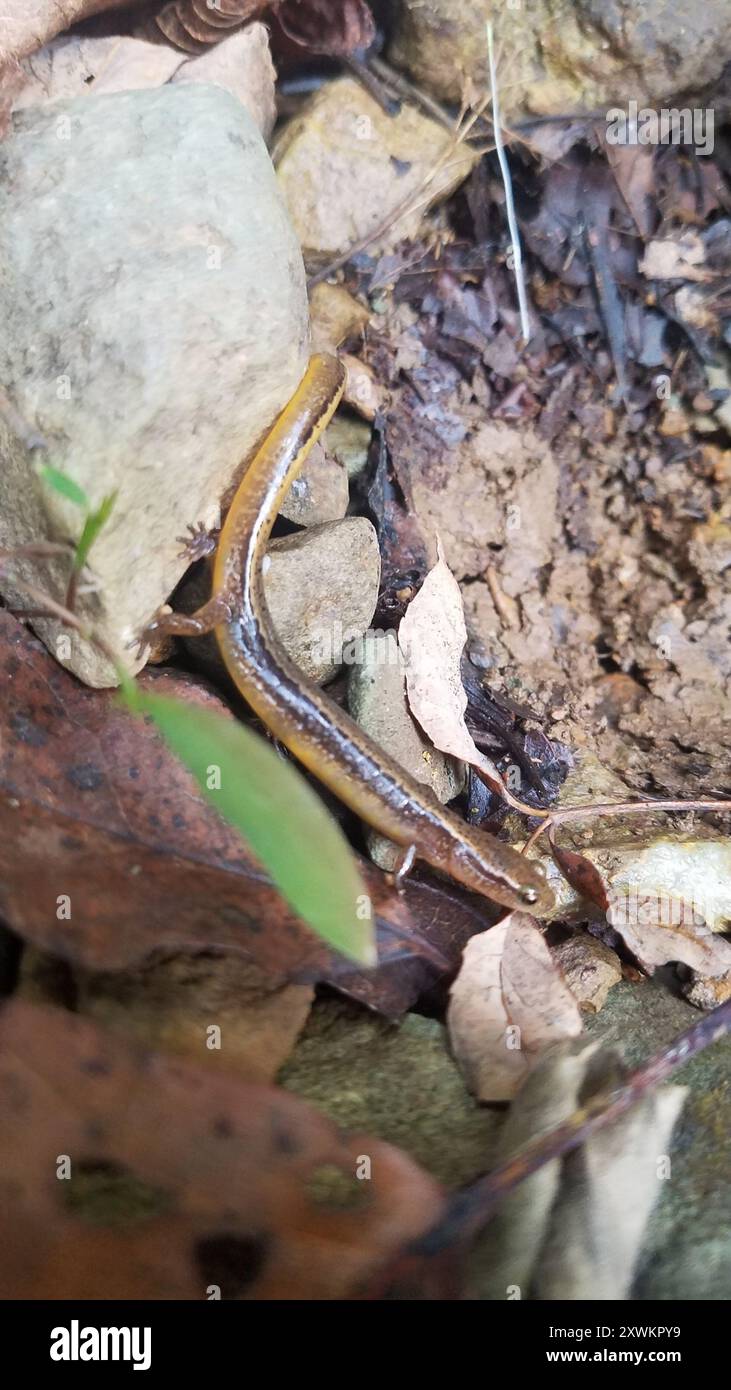 Northern Two-lined Salamander (Eurycea bislineata) Amphibia Stock Photo ...