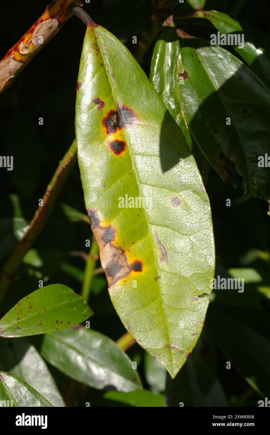 (Colletotrichum gloeosporioides) Fungi Stock Photo - Alamy