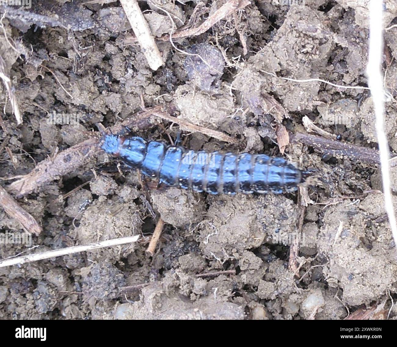 Worm and Slug Hunters (Carabus) Insecta Stock Photo - Alamy