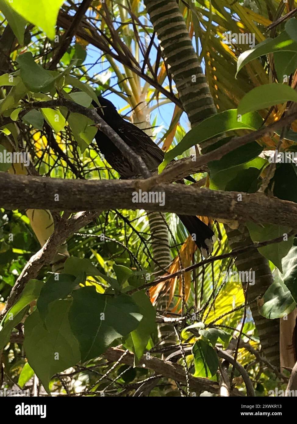 Red-vented Bulbul (Pycnonotus cafer) Aves Stock Photo - Alamy