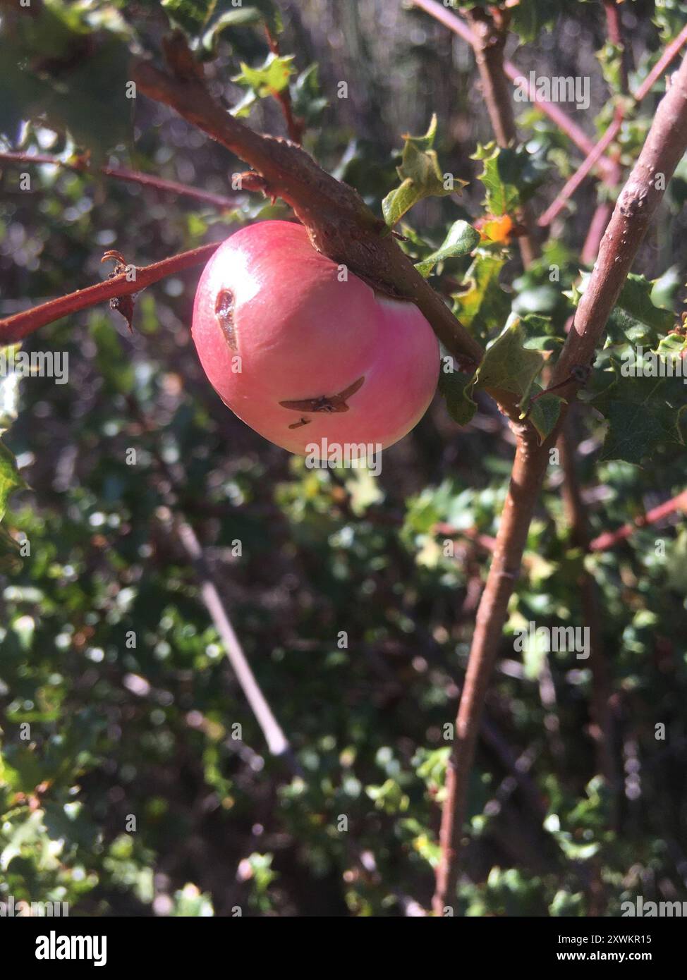 California Gall Wasp (Andricus quercuscalifornicus) Insecta Stock Photo ...