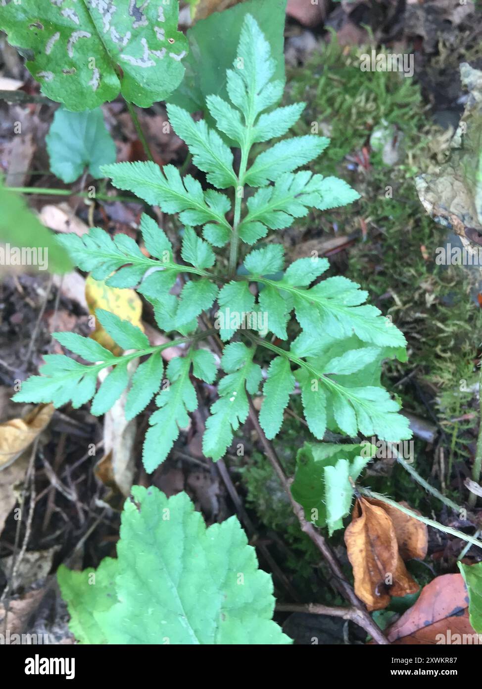 Cutleaf Grapefern (Sceptridium dissectum) Plantae Stock Photo - Alamy