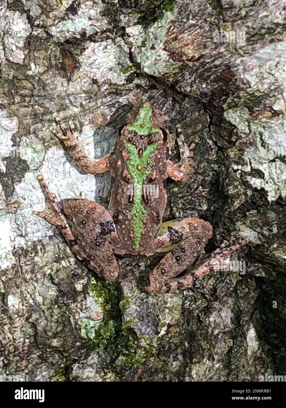 Northern Cricket Frog (Acris crepitans) Amphibia Stock Photo - Alamy