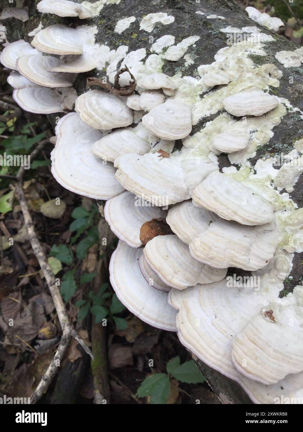 (Trichaptum subchartaceum) Fungi Stock Photo - Alamy