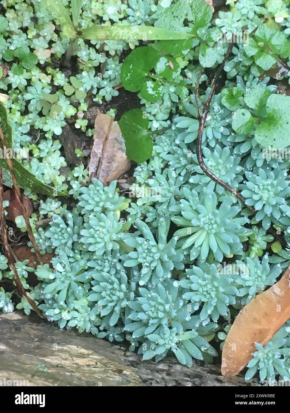 Spanish Stonecrop (Sedum hispanicum) Plantae Stock Photo - Alamy