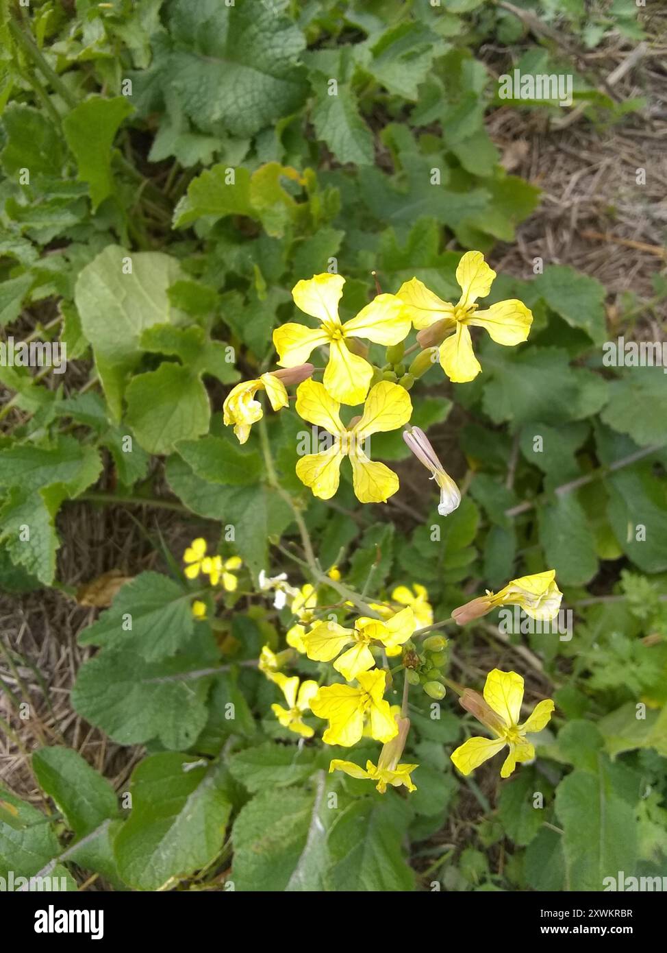 Jointed Charlock (Raphanus raphanistrum) Plantae Stock Photo - Alamy