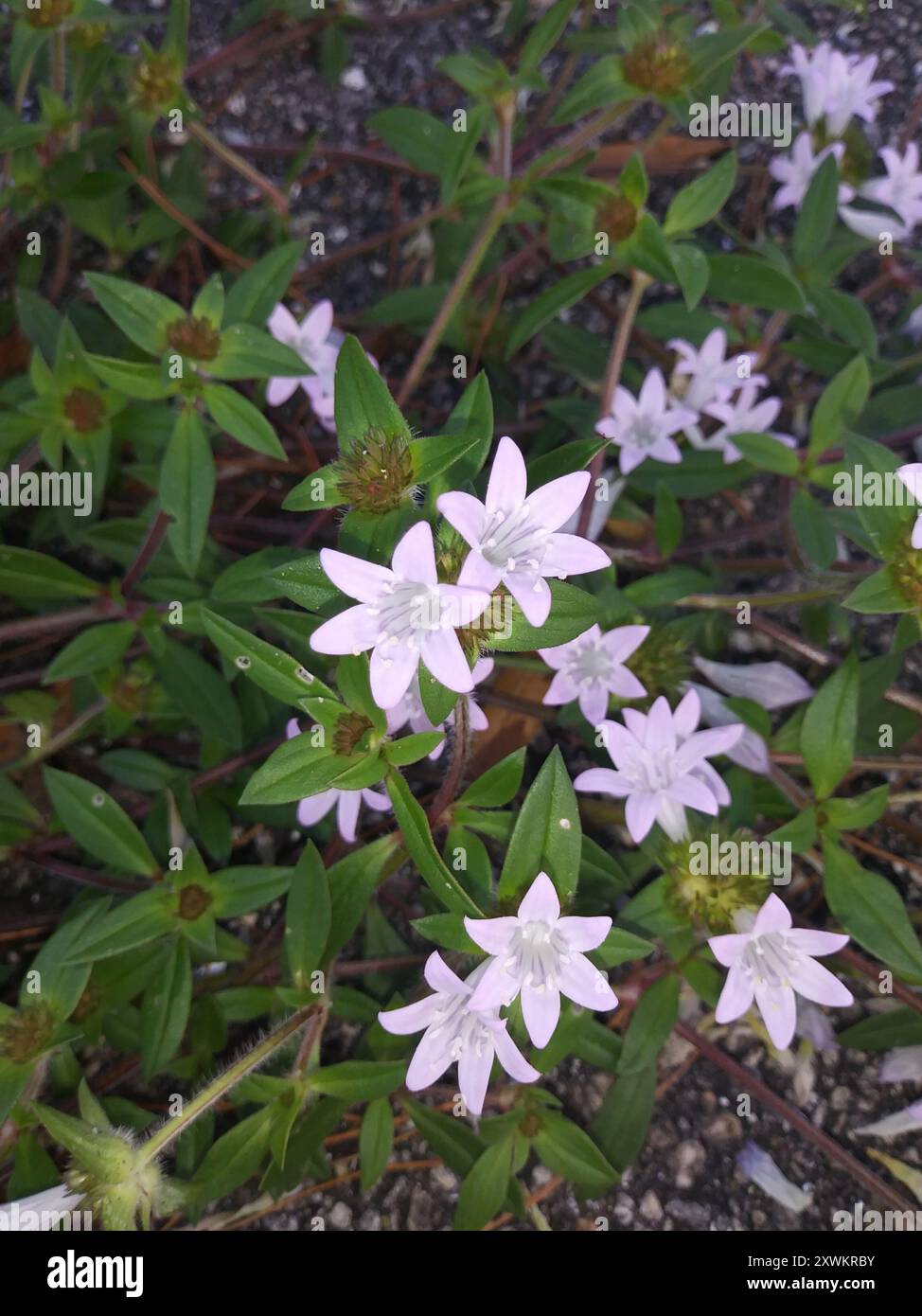 largeflower Mexican clover (Richardia grandiflora) Plantae Stock Photo ...