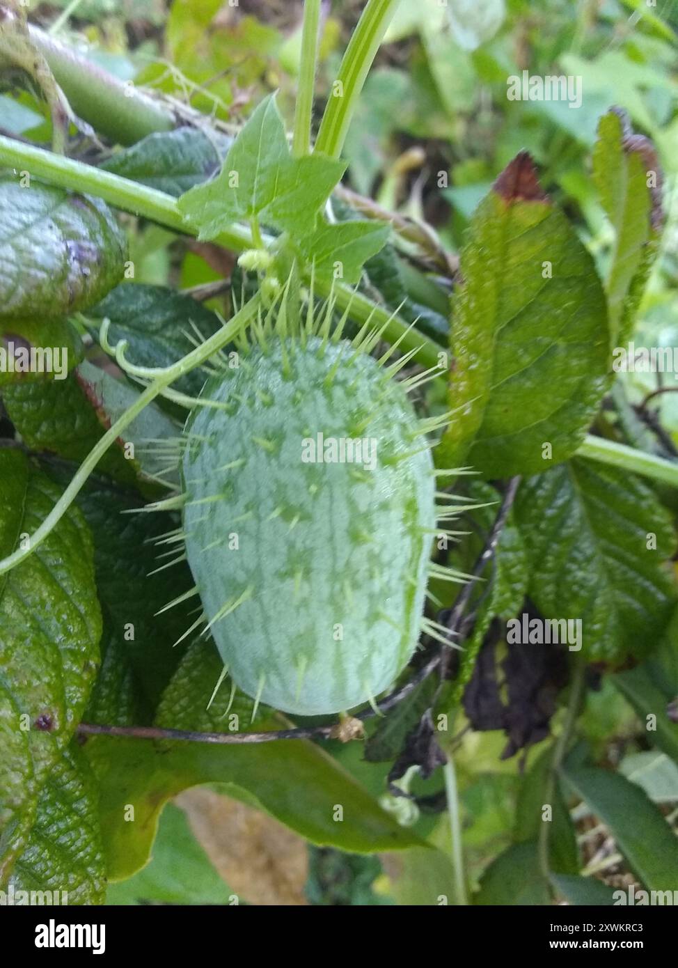 wild cucumber (Echinocystis lobata) Plantae Stock Photo - Alamy