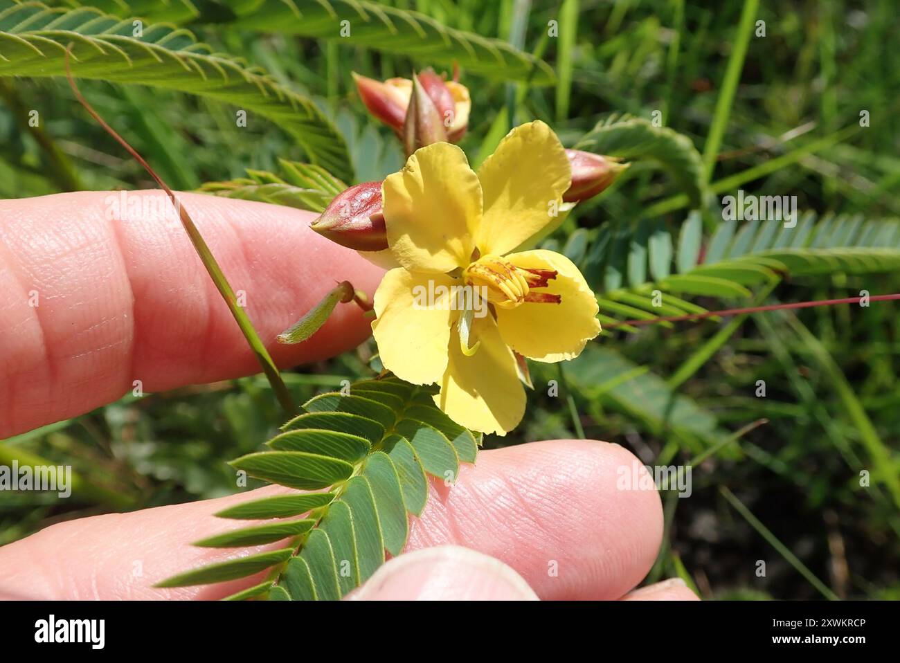 Trailing dwarf cassia (Chamaecrista comosa) Plantae Stock Photo - Alamy